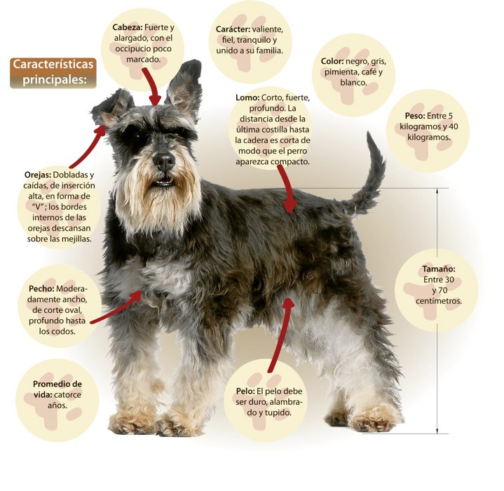 Schnauzer, el perro de pelaje áspero y corazón noble