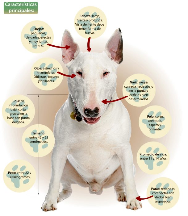 Bull Terrier: el perro con cara de huevo que enamora corazones